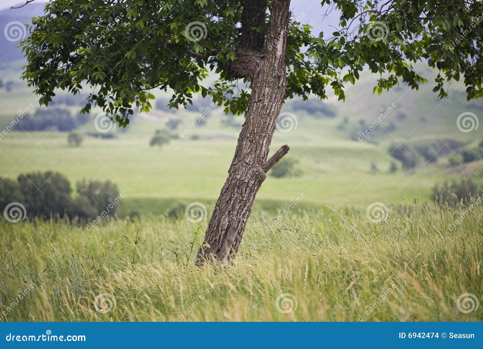 Lean tree stock photo. Image of tree, slanted, china, beautiful - 6942474