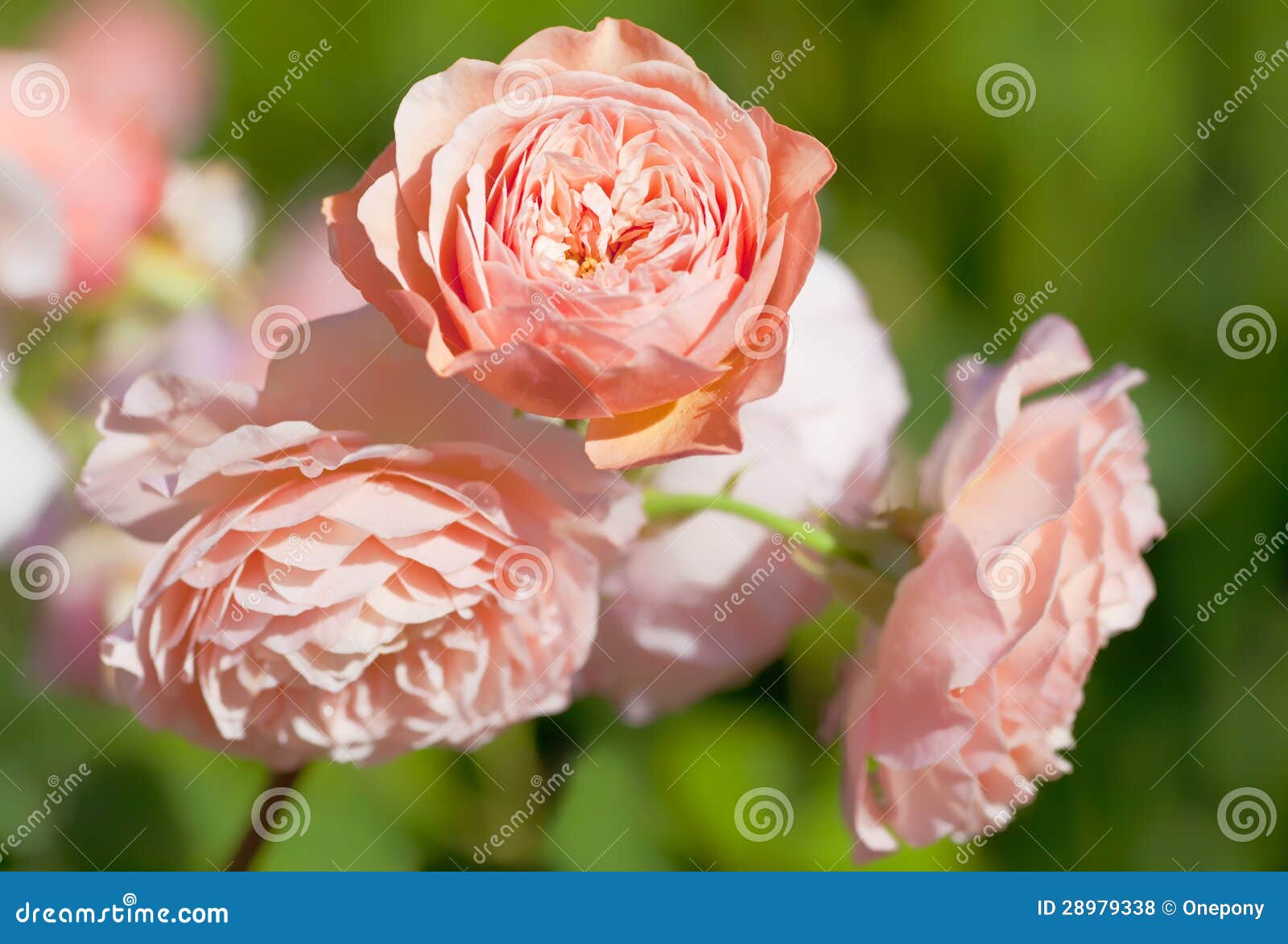 Leander Rose stock photo. Image of bush, rose, color - 28979338