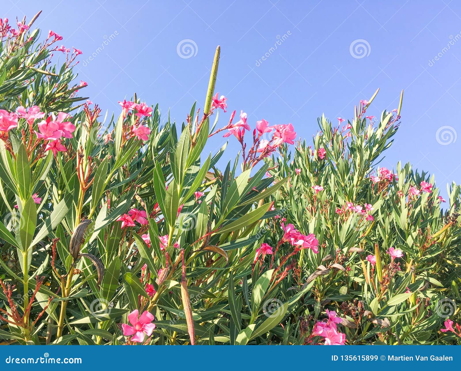 Greece Oleanders Royalty-Free Stock Photography | CartoonDealer.com ...