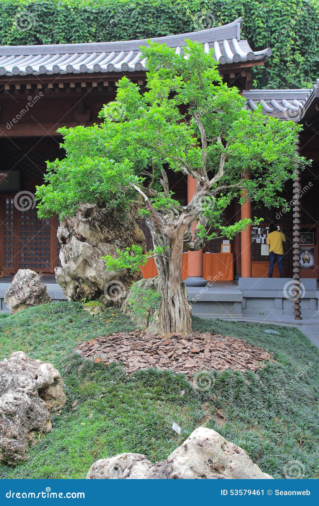 Leaning Bonsai Tree, Chi Lin Nunnery, Hong Kong Stock Image - Image of ... Leaning Bonsai Tree, Chi Lin Nunnery, Hong Kong Stock Image - Image of ...