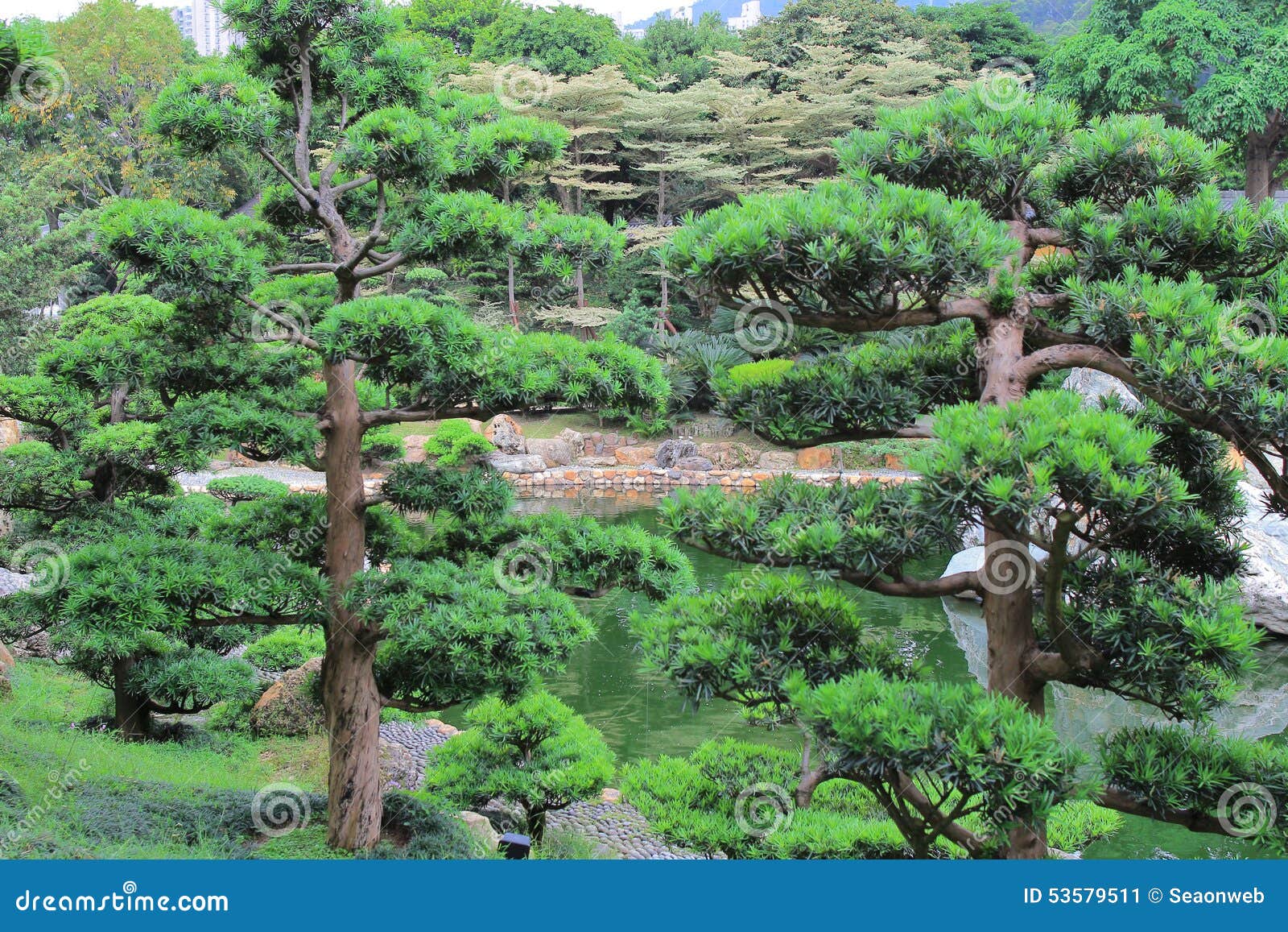 Leaning Bonsai Tree, Chi Lin Nunnery, Hong Kong Stock Image - Image of ... Leaning Bonsai Tree, Chi Lin Nunnery, Hong Kong Stock Image - Image of ...