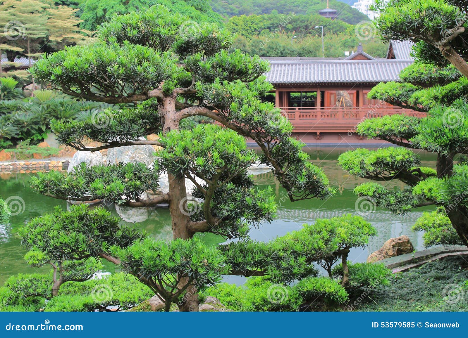 Leaning Bonsai Tree, Chi Lin Nunnery, Hong Kong Stock Image - Image of ... Leaning Bonsai Tree, Chi Lin Nunnery, Hong Kong Stock Image - Image of ...