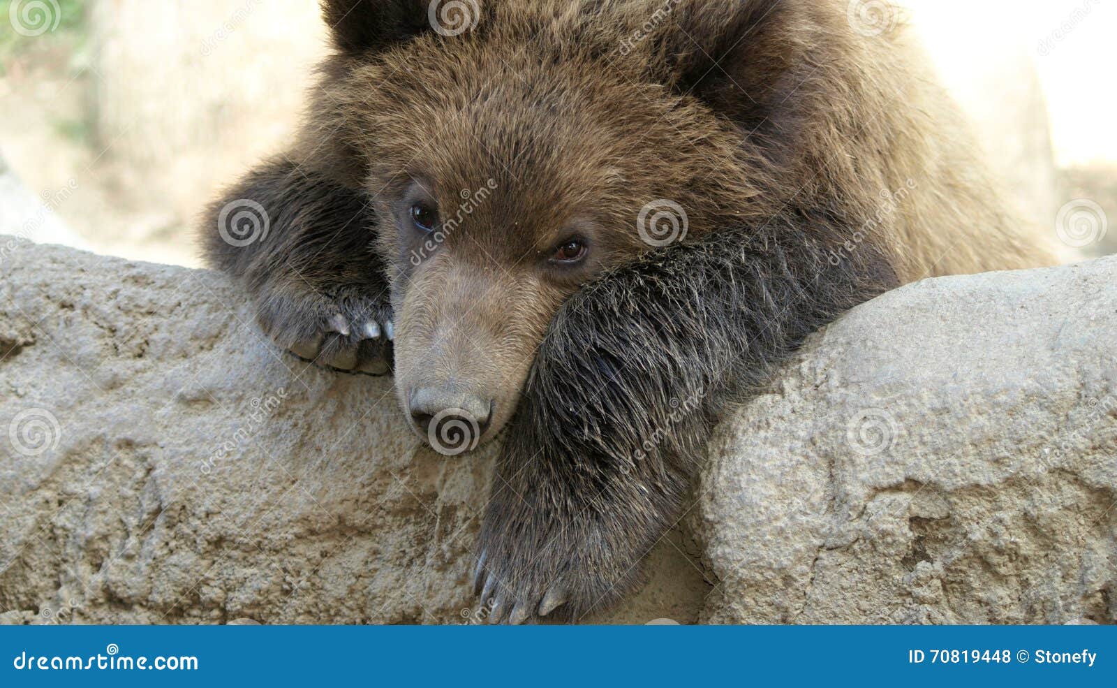 Leaning brown bear stock photo. Image of breed, outside - 70819448