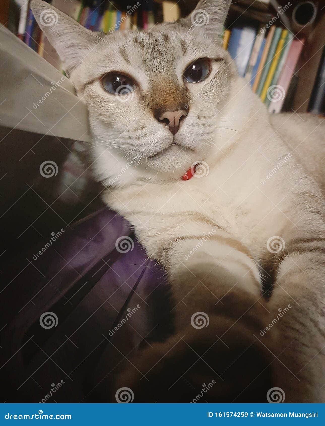 Leaning cat stock image. Image of watching, looking - 161574259