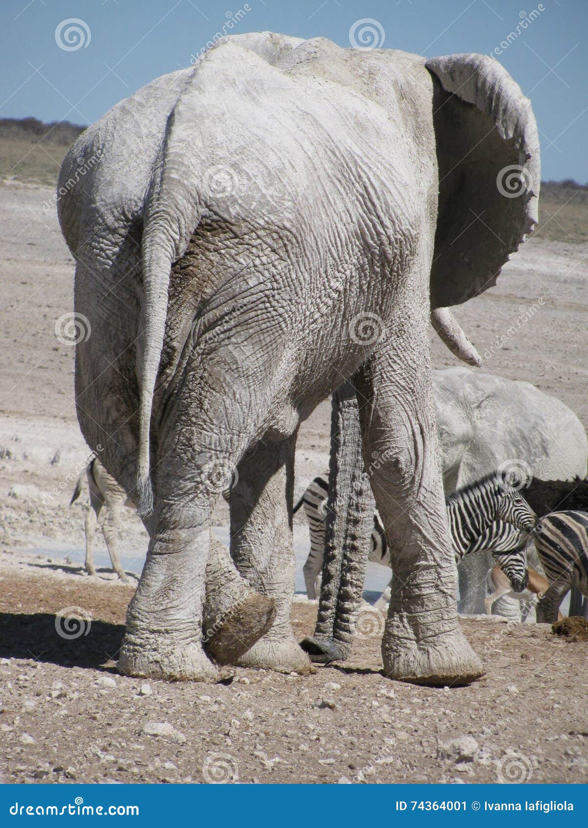 Leaning elephant stock image. Image of waterhole, africa - 74364001