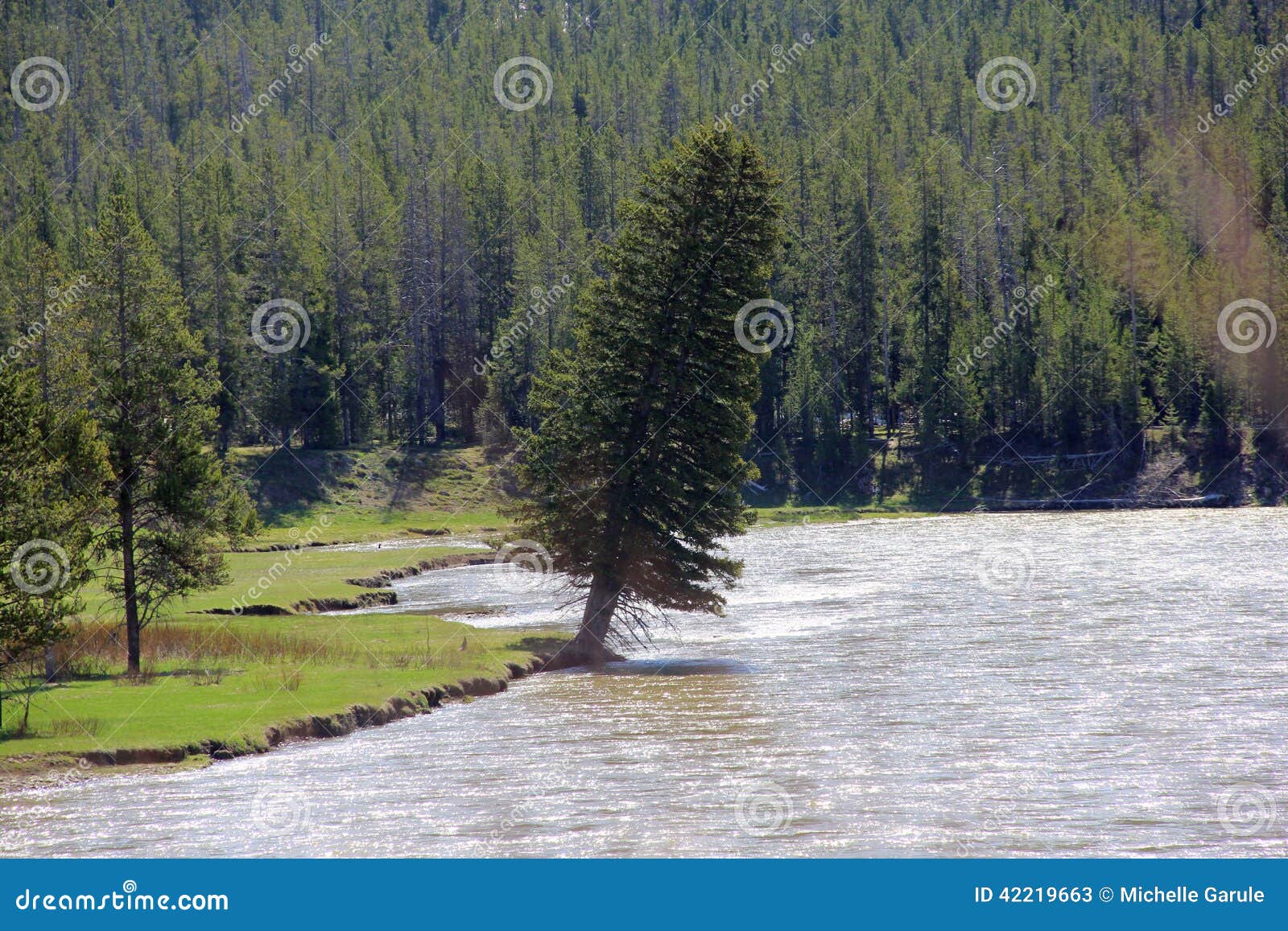 Leaning Evergreen stock image. Image of sunny, small - 42219663