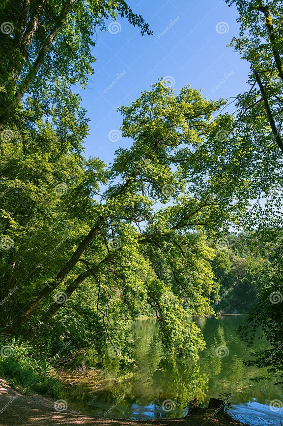 Leaning Oak Tree stock image. Image of europe, hiking - 331089337