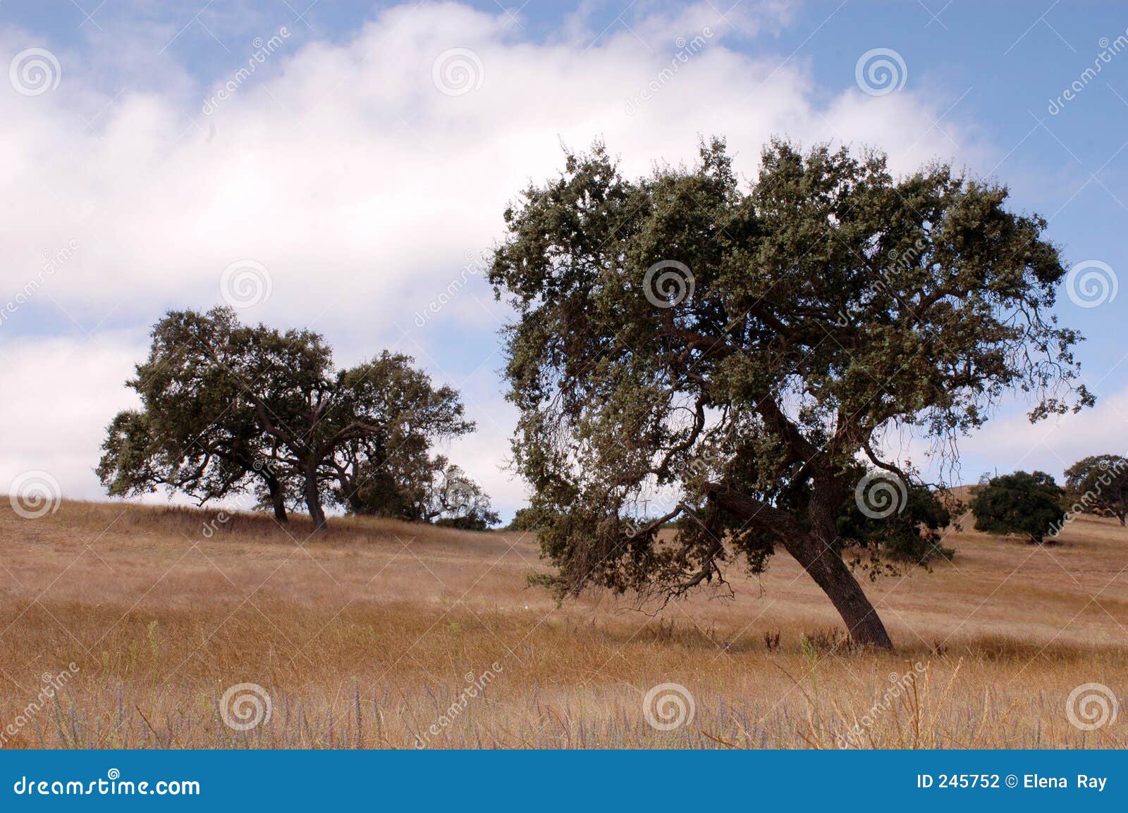 Leaning Oak Tree Landscape stock photo. Image of nature - 245752