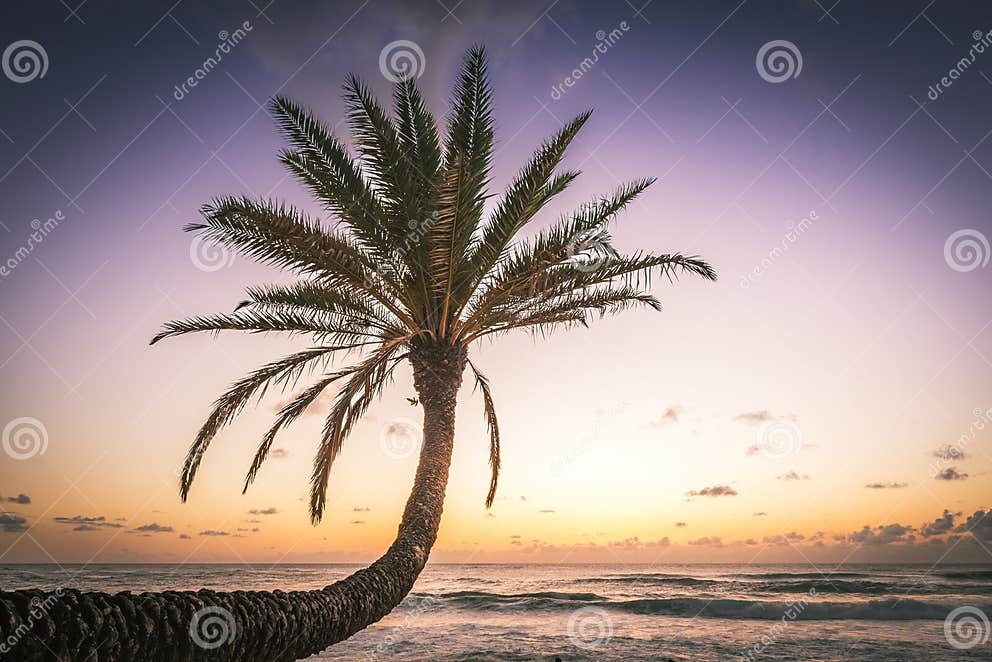 Leaning Palm Tree Facing the Sunset Stock Photo - Image of exoticism ...