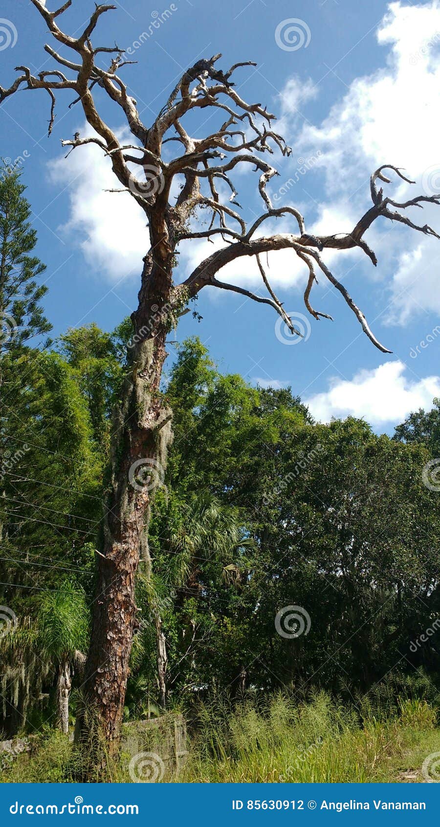 Leaning pine stock photo. Image of pine, greenspace, tree - 85630912
