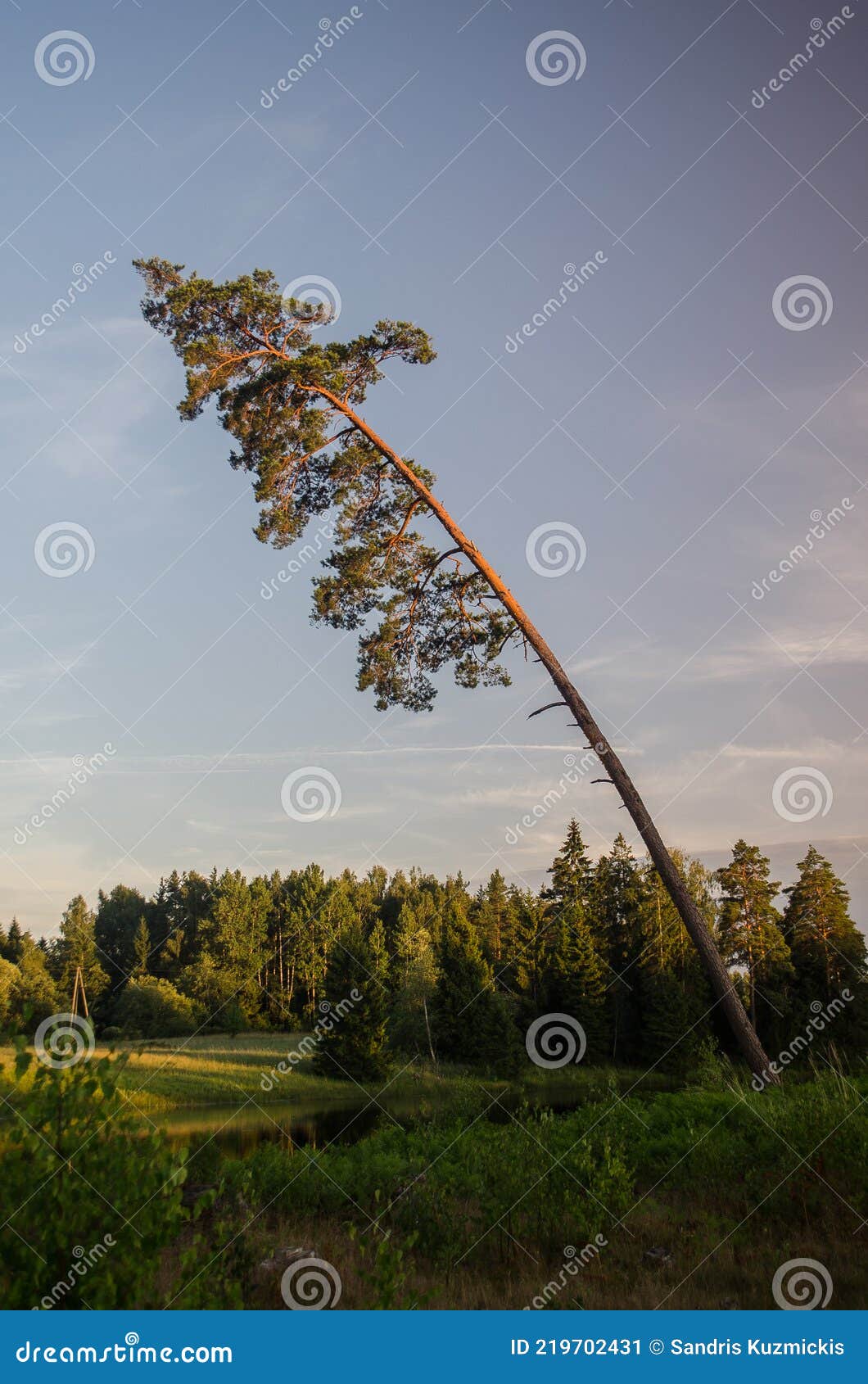 Leaning Pine Tree Royalty-Free Stock Photography | CartoonDealer.com #67903847