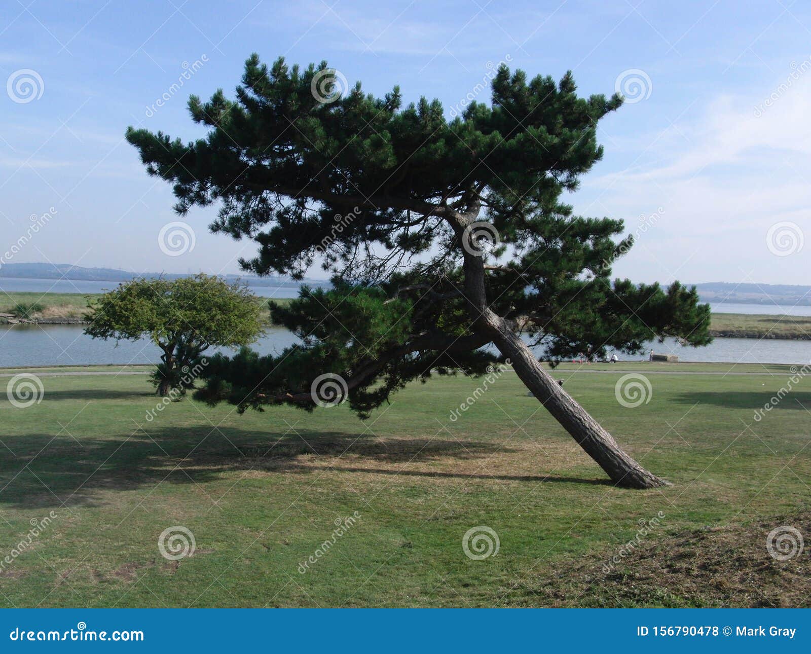 Leaning Pine stock photo. Image of water, tree, pine - 156790478
