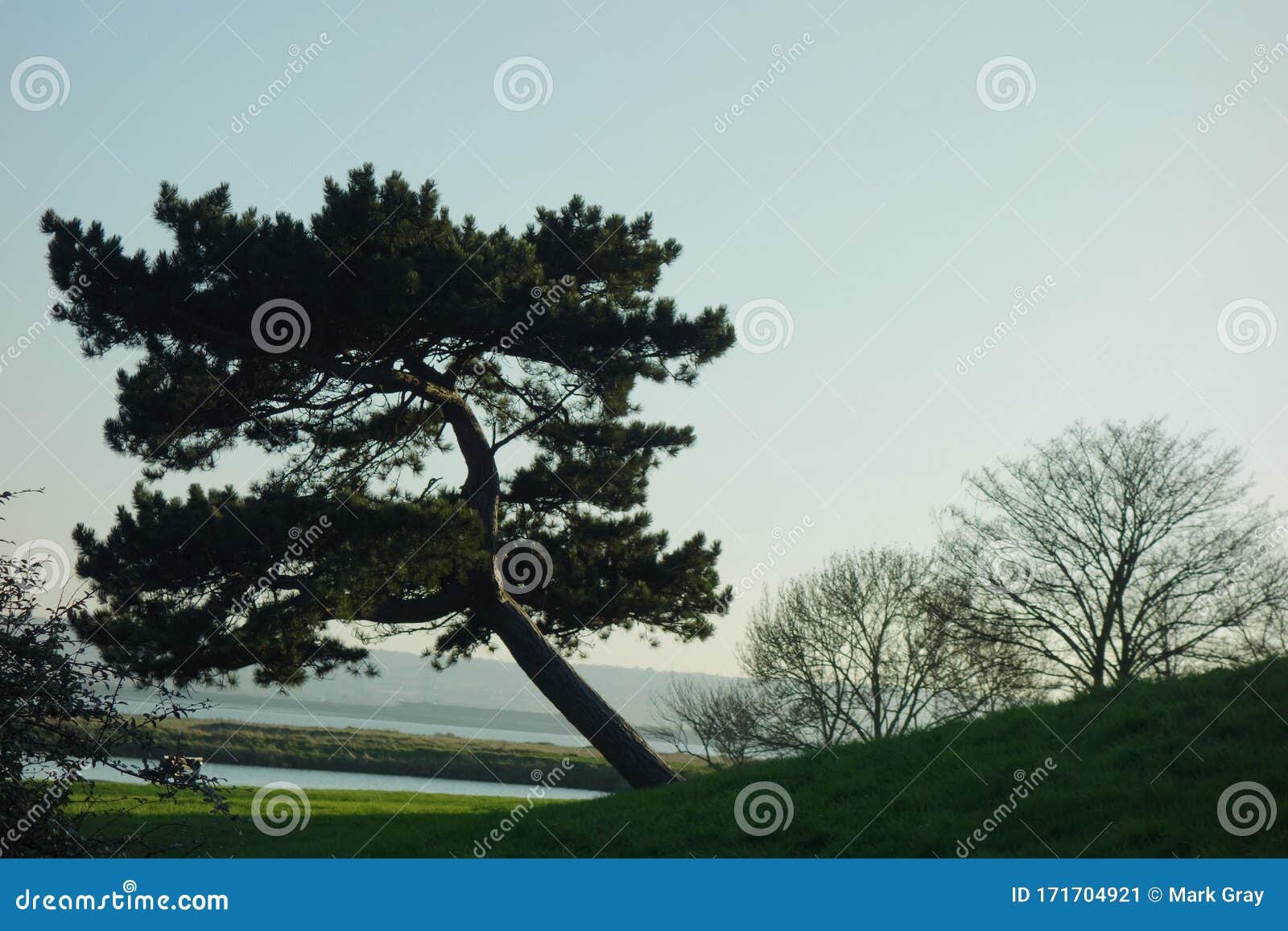 A Leaning Pine Tree stock image. Image of trees, pine - 171704921