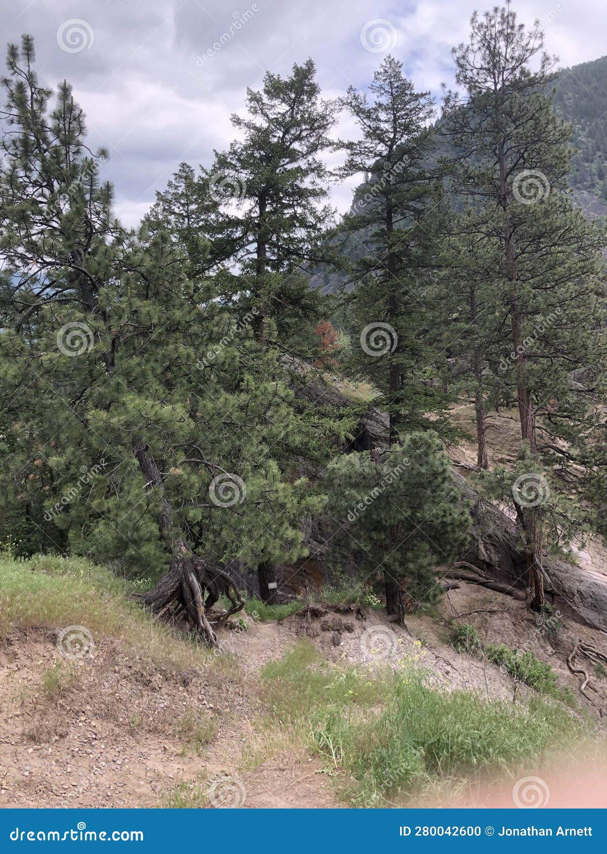 Leaning Pine Tree in Forest Stock Photo - Image of branch, flower ...