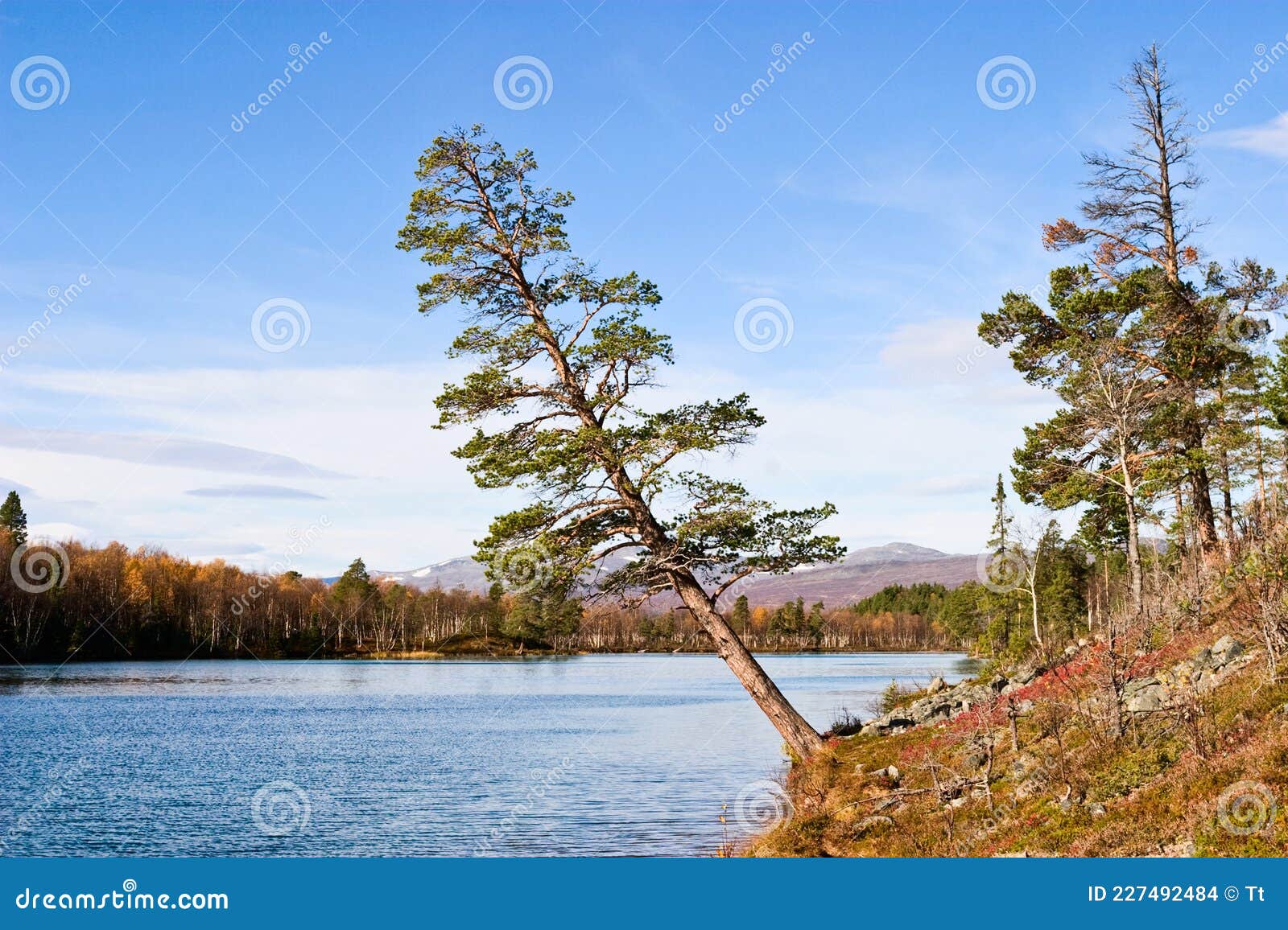 Leaning pine tree stock photo. Image of clear, tree - 227492484