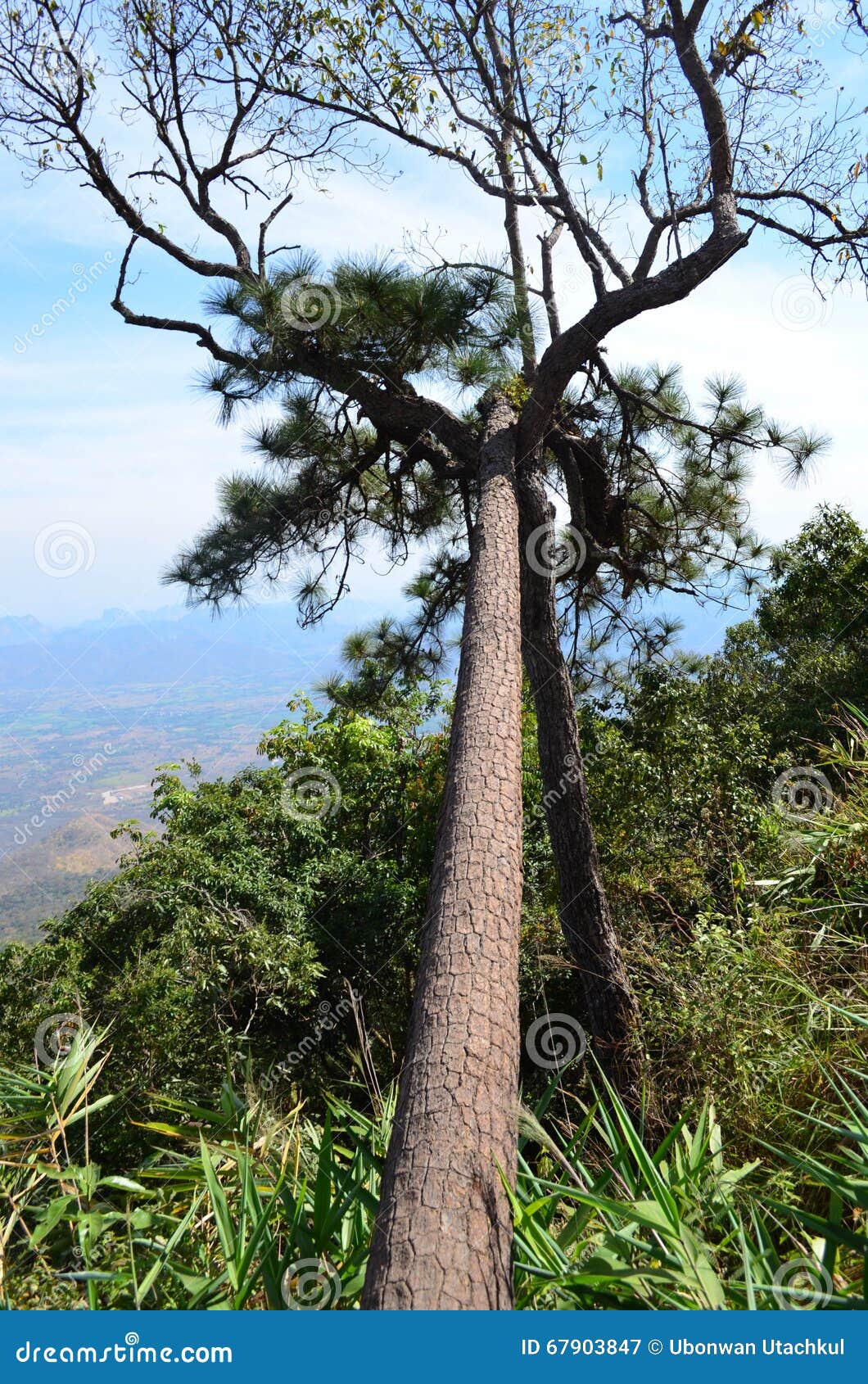 Leaning Pine Tree stock image. Image of spring, nature - 67903847