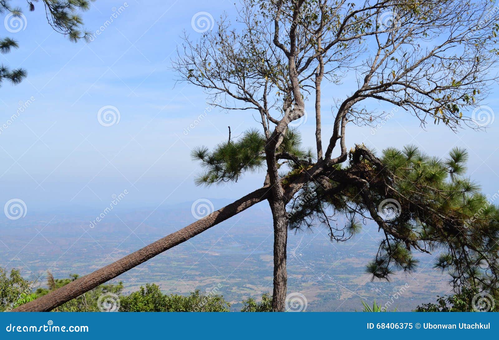 Leaning Pine Tree Royalty-Free Stock Photography | CartoonDealer.com ...