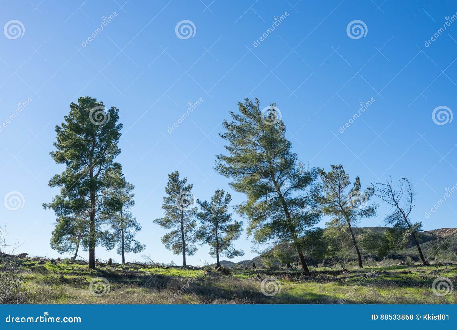 Leaning Pine Trees stock photo. Image of forestry, coniferous - 88533868