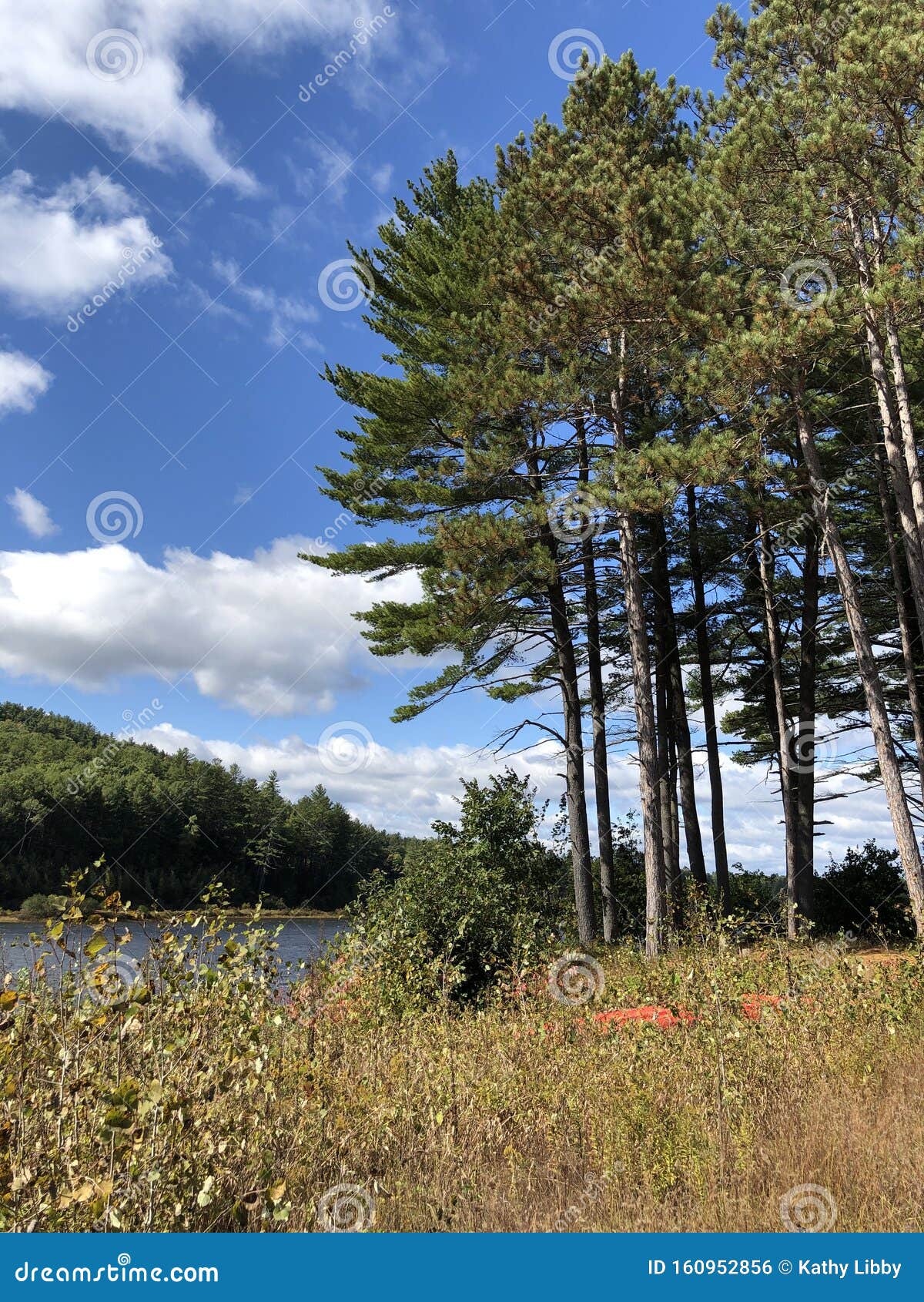 Leaning Pine Tree Royalty-Free Stock Photography | CartoonDealer.com ...