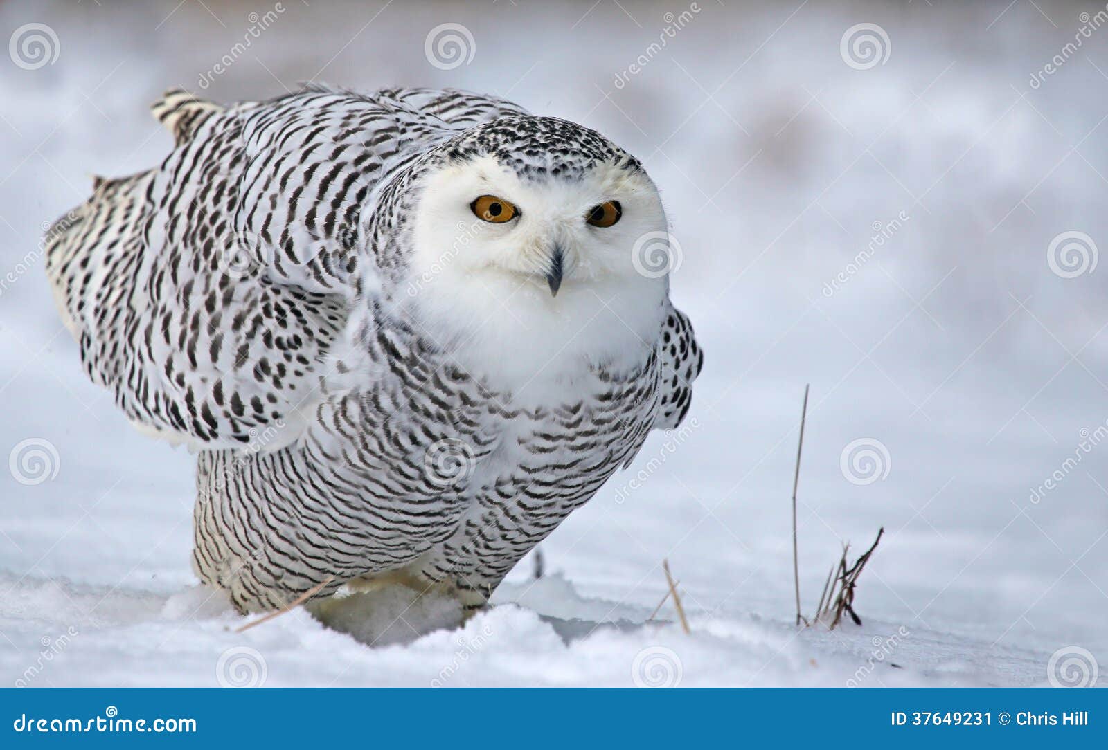 Leaning Snowy Owl stock image. Image of predator, owls - 37649231