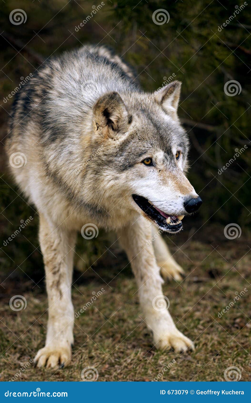 Leaning Timber Wolf (Canis Lupus) Stock Image - Image of grey, natural ...