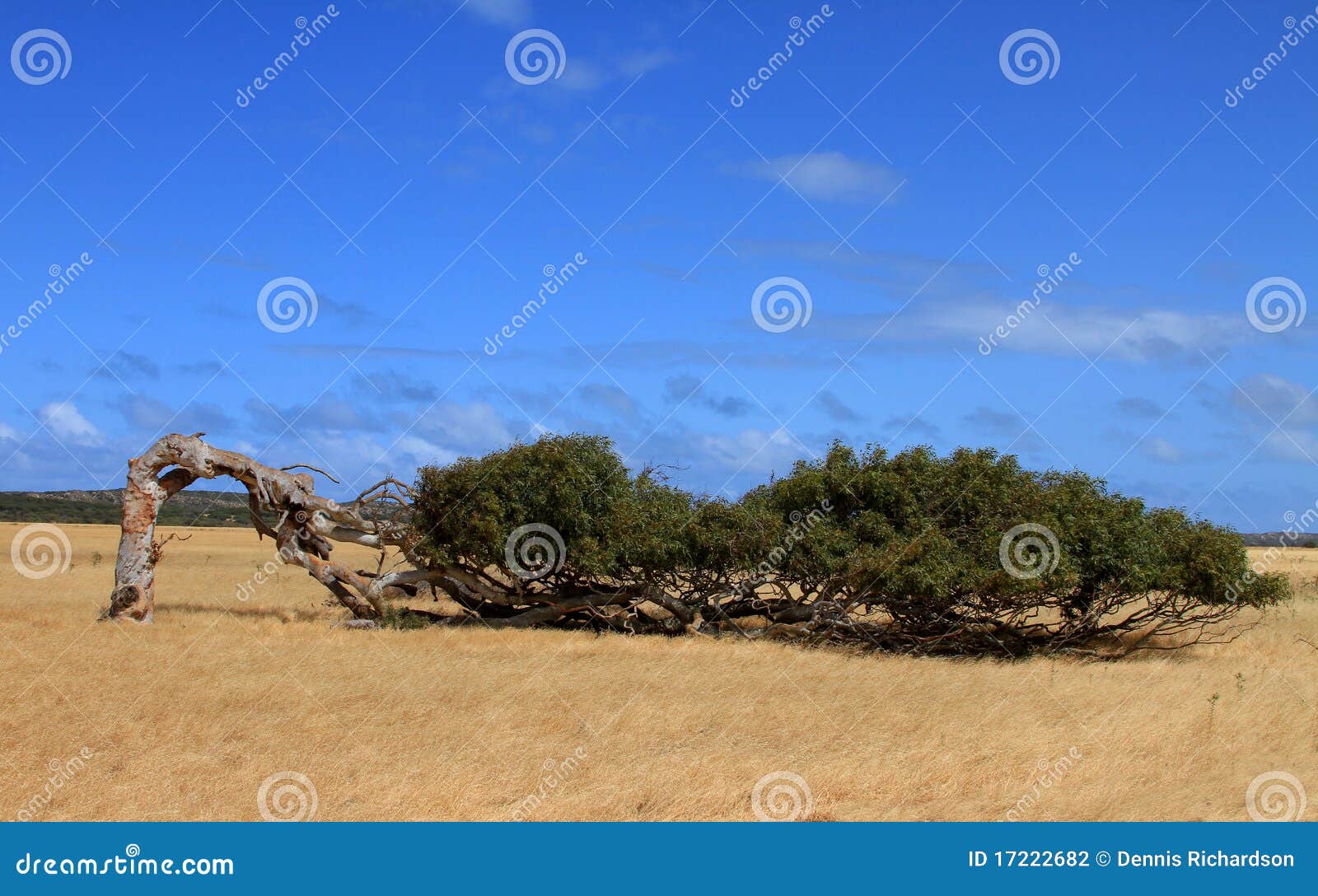 Leaning tree stock photo. Image of field, horizontal - 17222682