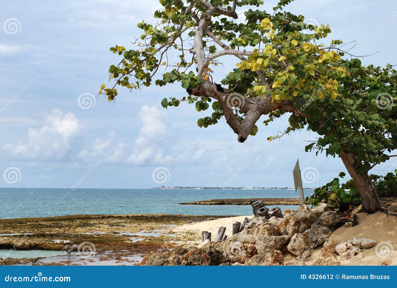The Leaning Tree stock photo. Image of grand, cayman, island - 4326612