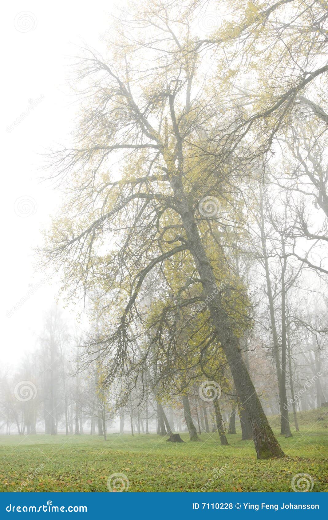 Leaning tree stock photo. Image of tree, leaf, rural, misty - 7110228