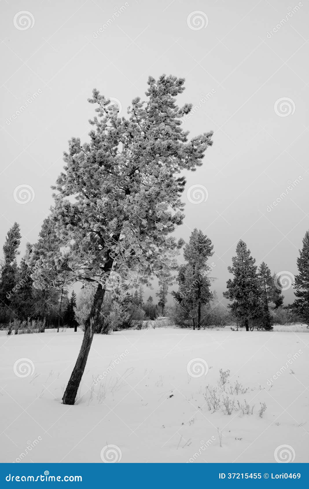 Leaning Tree stock image. Image of cold, winter, portrait - 37215455