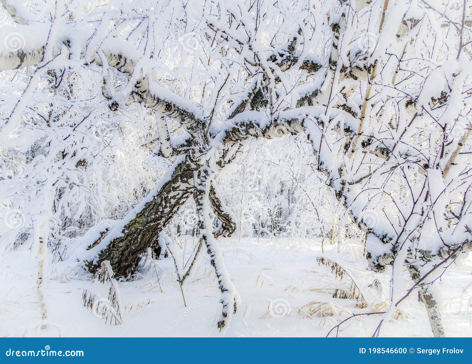 Leaning Tree Covered with Snow in Winter Forest in Siberia, Russia ...
