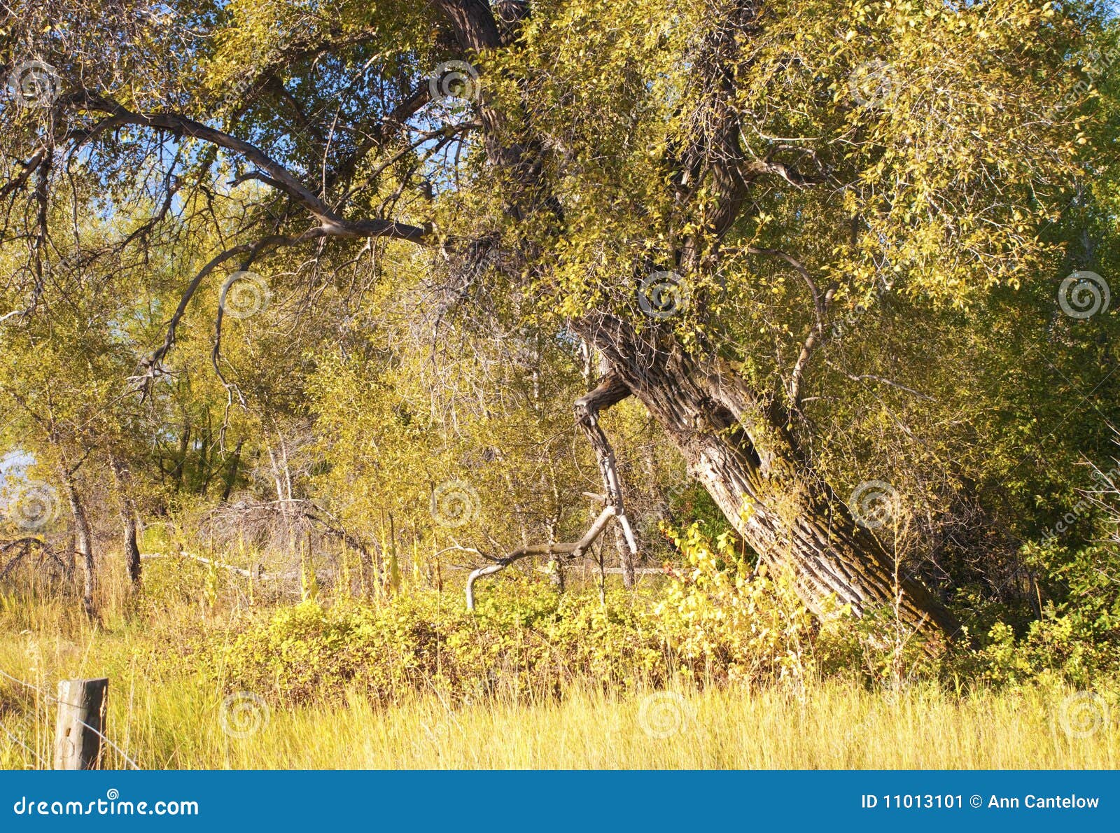 Leaning Tree in Early Autumn Stock Image - Image of crisp, yellow: 11013101
