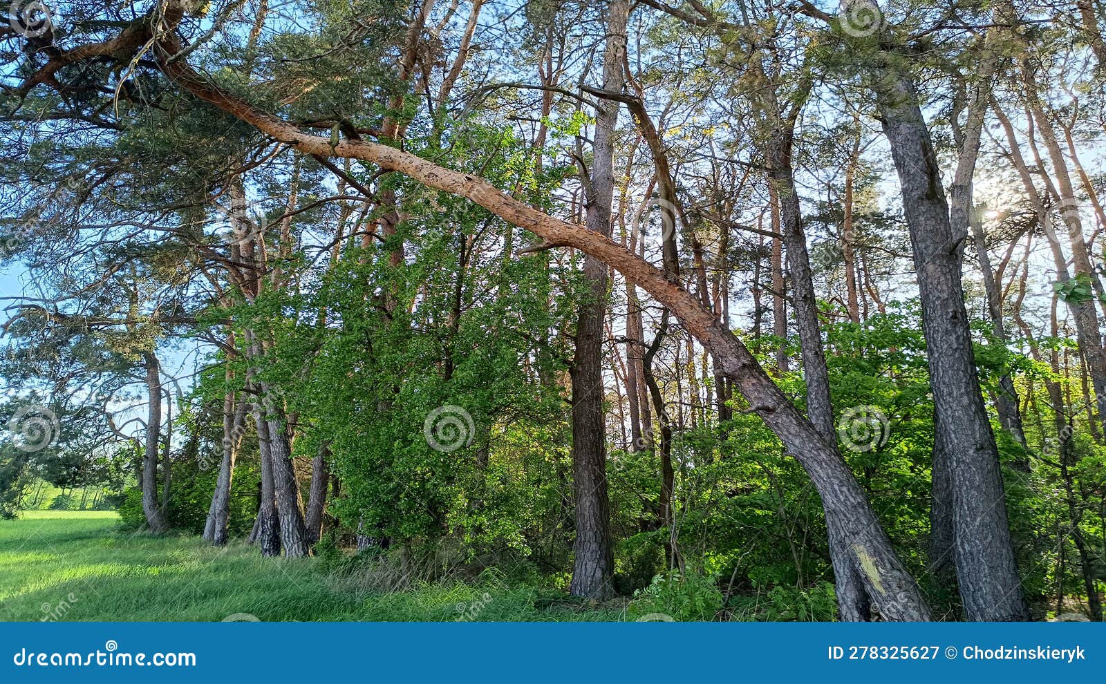 Leaning Tree at the Edge of the Forest. Part 2. Stock Image - Image of ...
