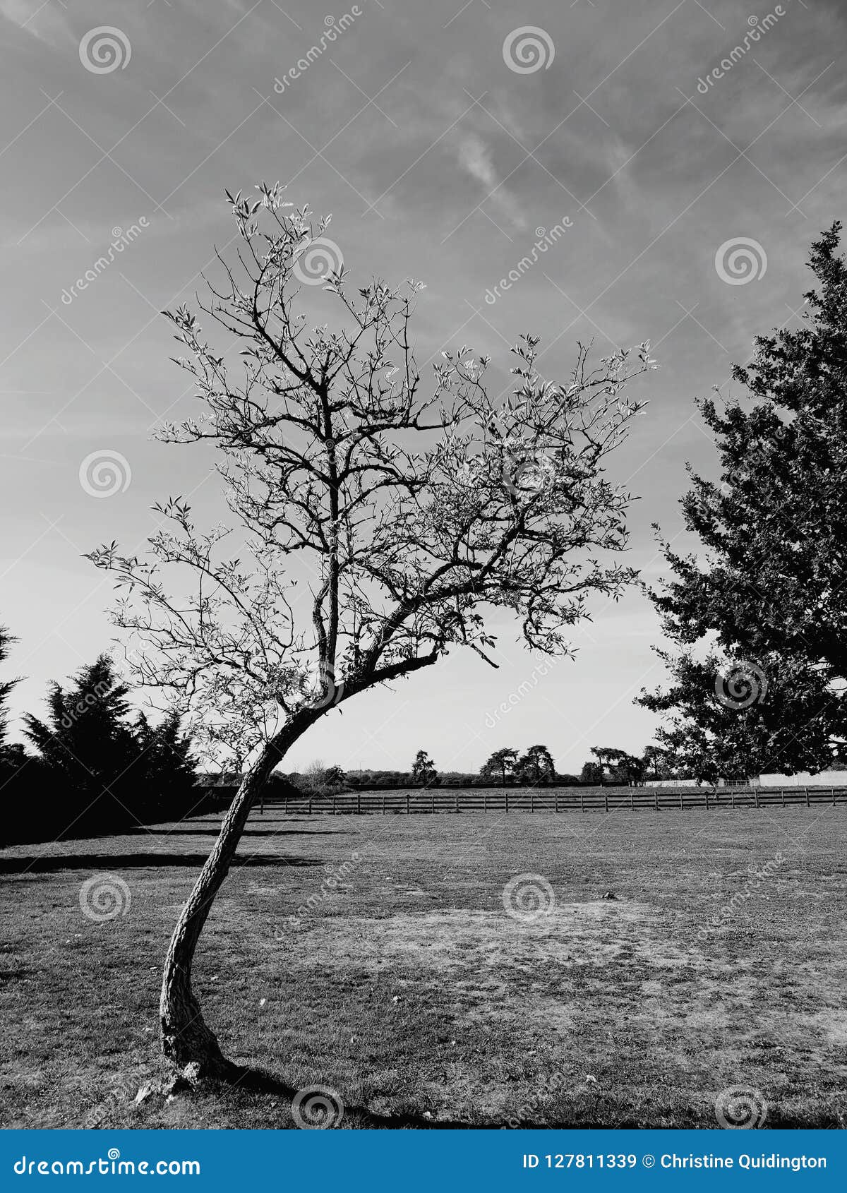 Leaning Tree stock image. Image of tree, nature, field - 127811339