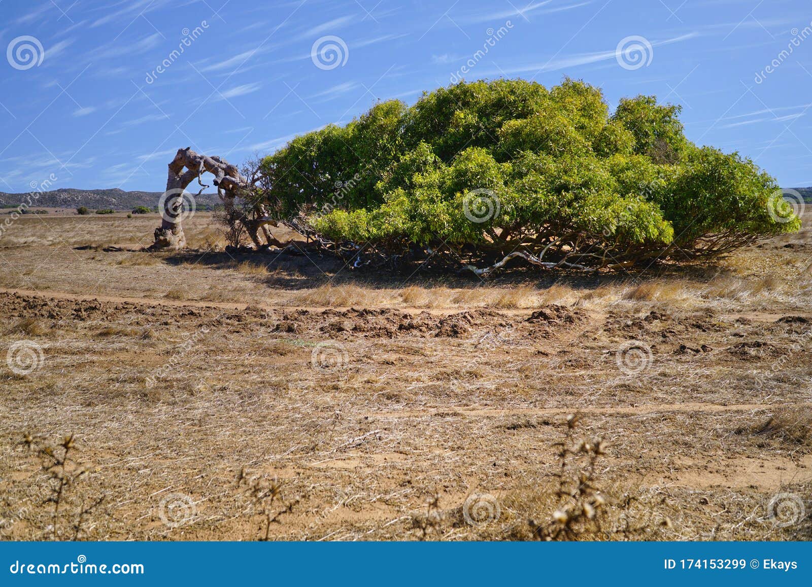 Leaning Tree Royalty-Free Stock Photography | CartoonDealer.com #90683441