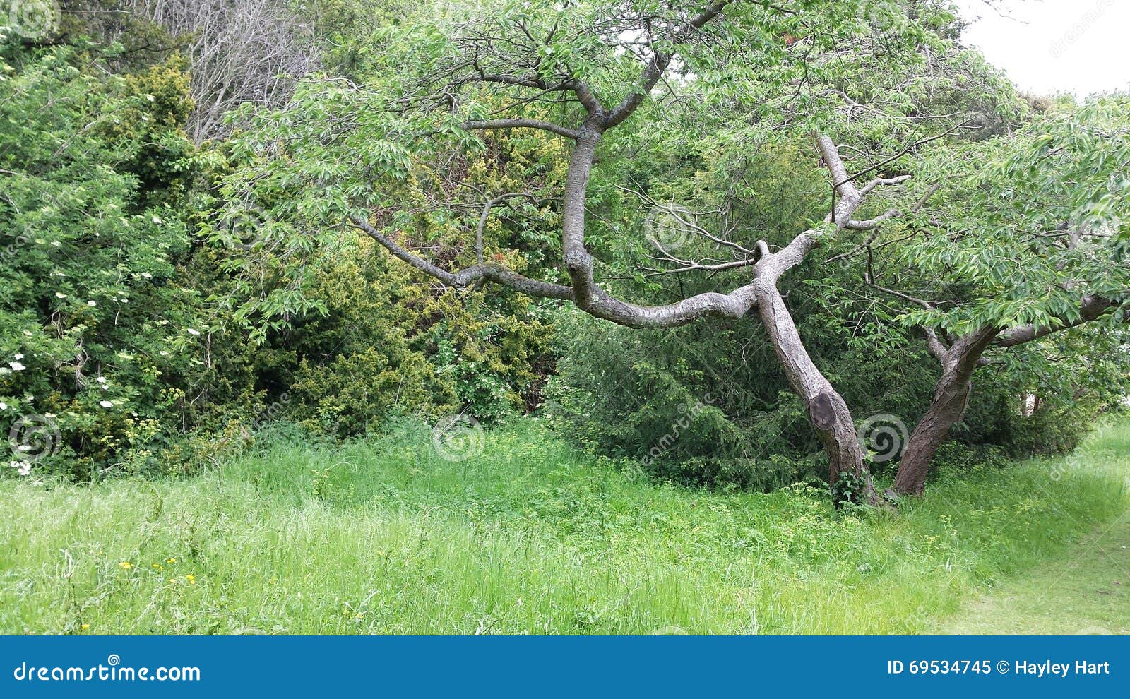 Leaning tree stock image. Image of tree, leaning, grown - 69534745