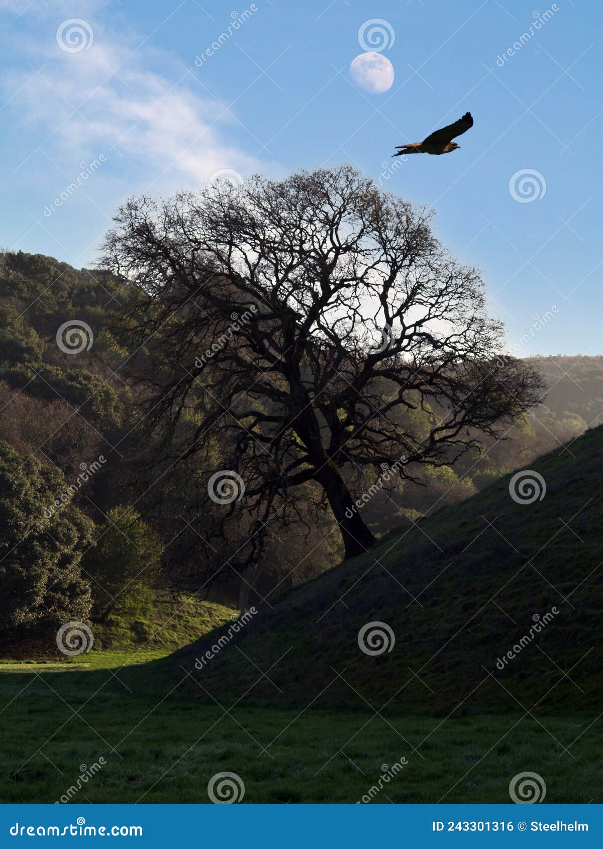Leaning tree and hawk stock photo. Image of tree, timber - 243301316