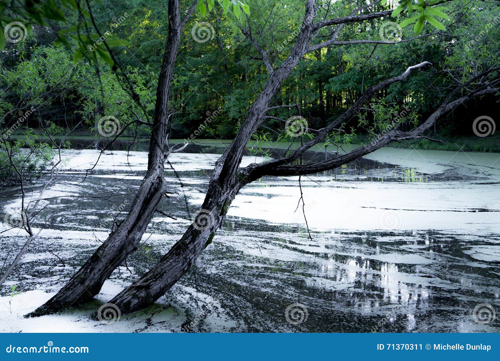 Leaning Tree on Lake Landscape Stock Image - Image of solitary ...