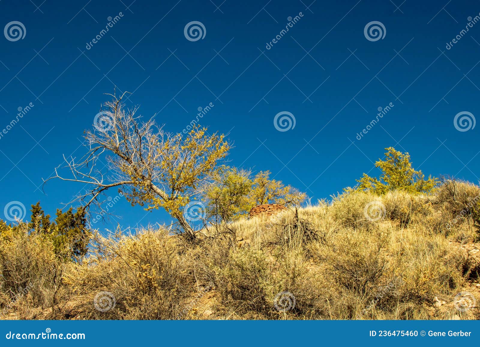 Leaning Tree stock photo. Image of autumn, wilderness - 236475460