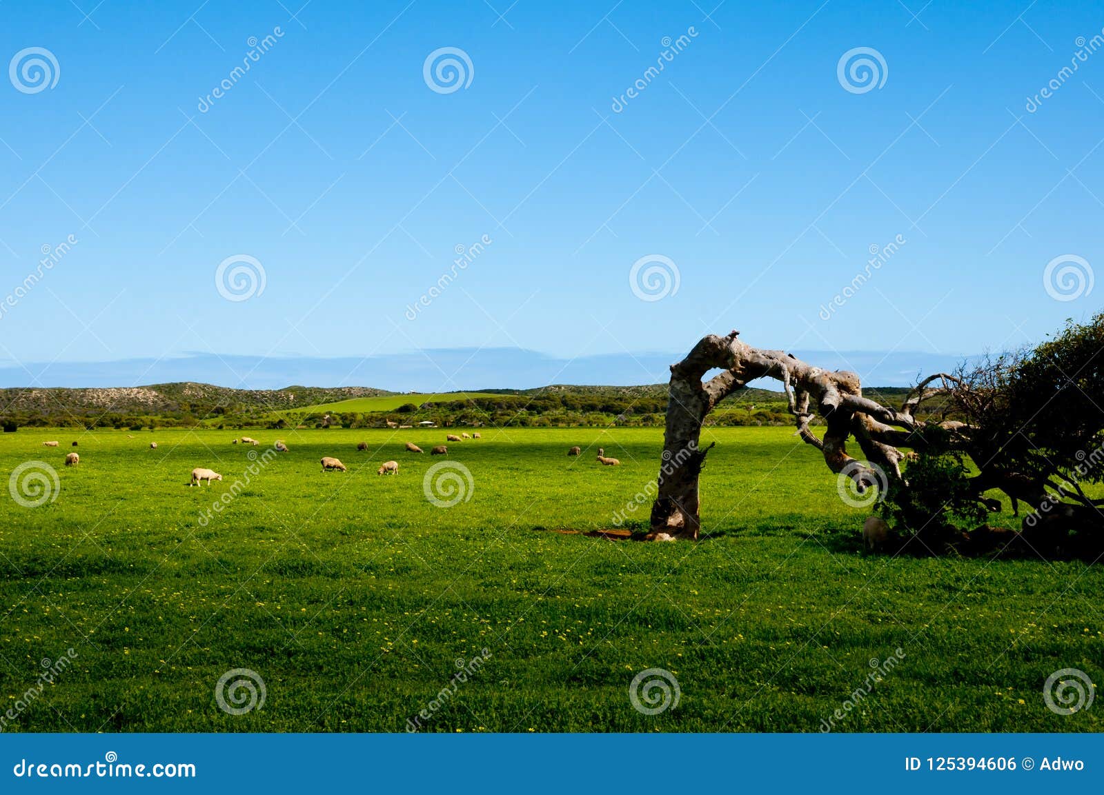 The Leaning Tree stock photo. Image of wajarri, camaldulensis - 125394606