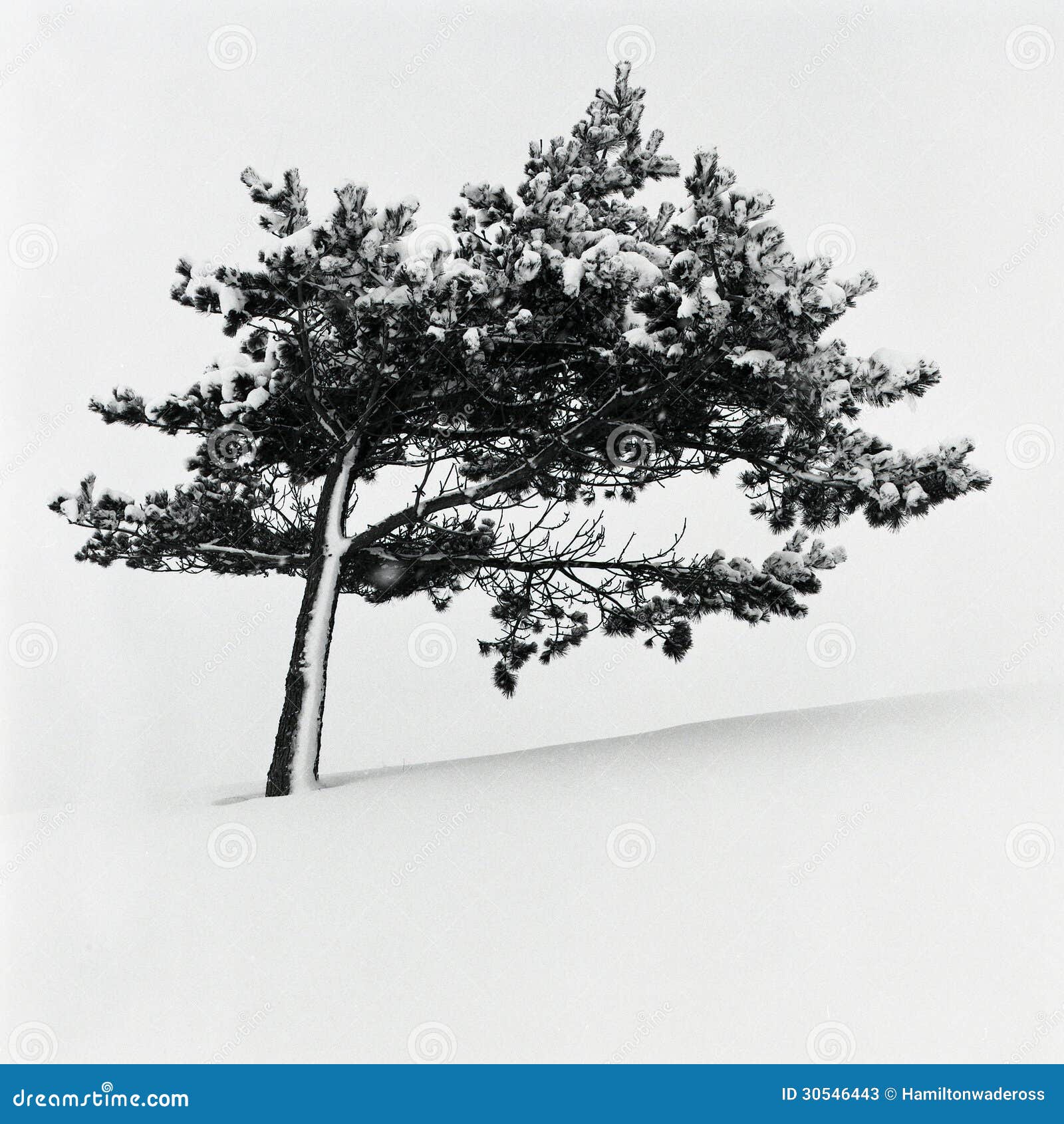 Leaning tree stock image. Image of snow, monochrome, snowscape - 30546443