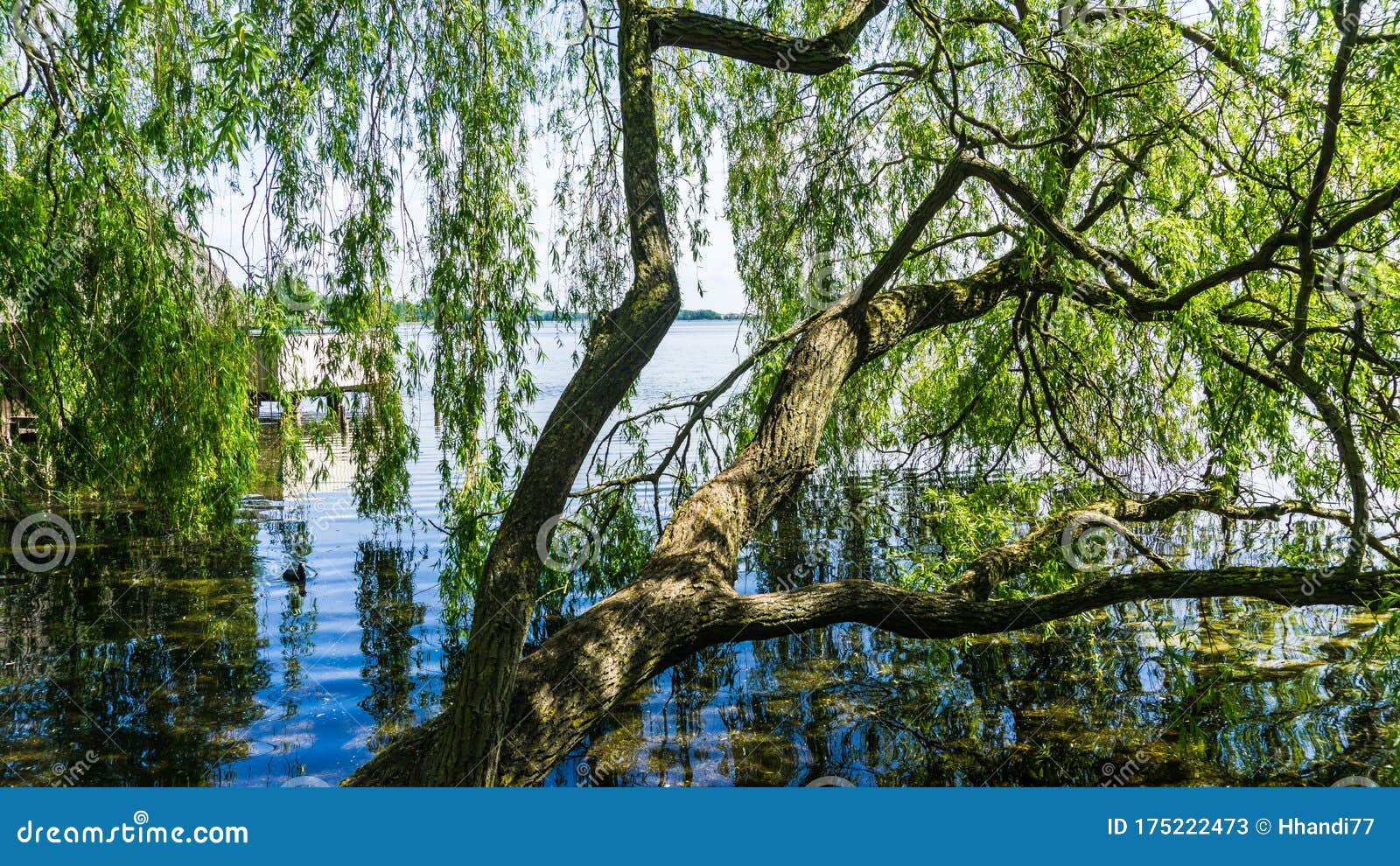 Leaning Tree Next To a Lake Stock Image - Image of house, area: 175222473