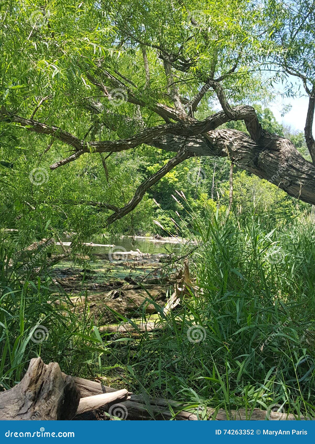 Leaning tree stock photo. Image of moss, tree, leaning - 74263352
