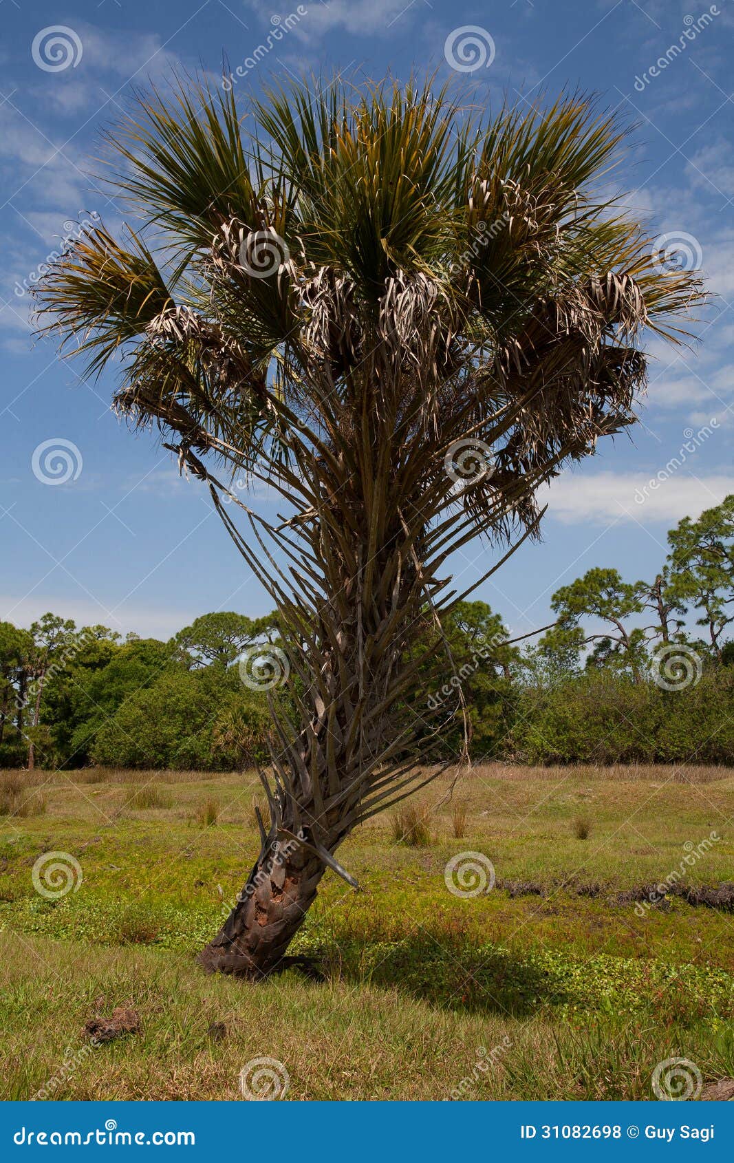 Leaning tree stock photo. Image of leaves, tree, bark - 31082698