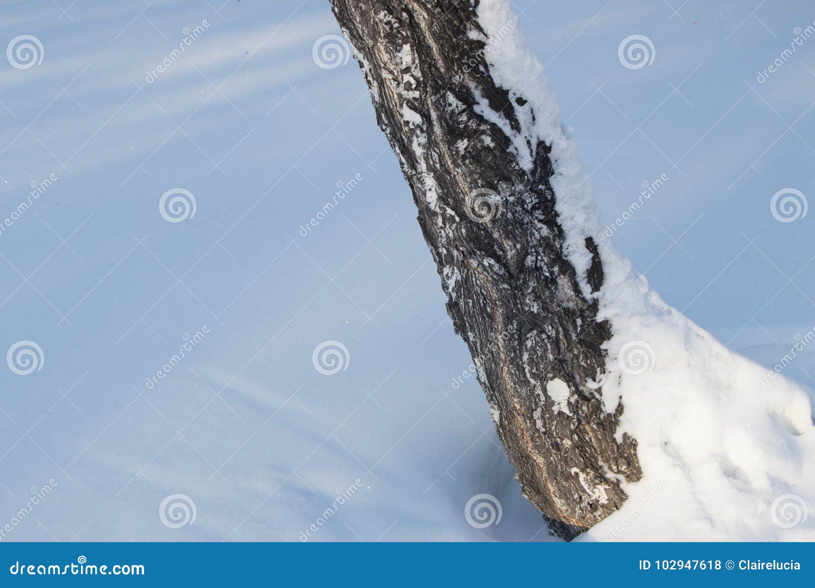 A Leaning Tree Trunk Covered with Snow in Winter Park Woods Stock Photo ...