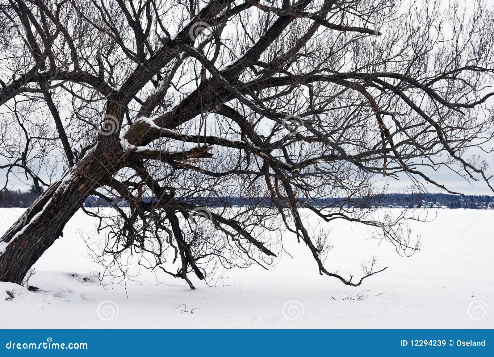 Leaning Tree in Winter stock image. Image of snow, tree - 12294239
