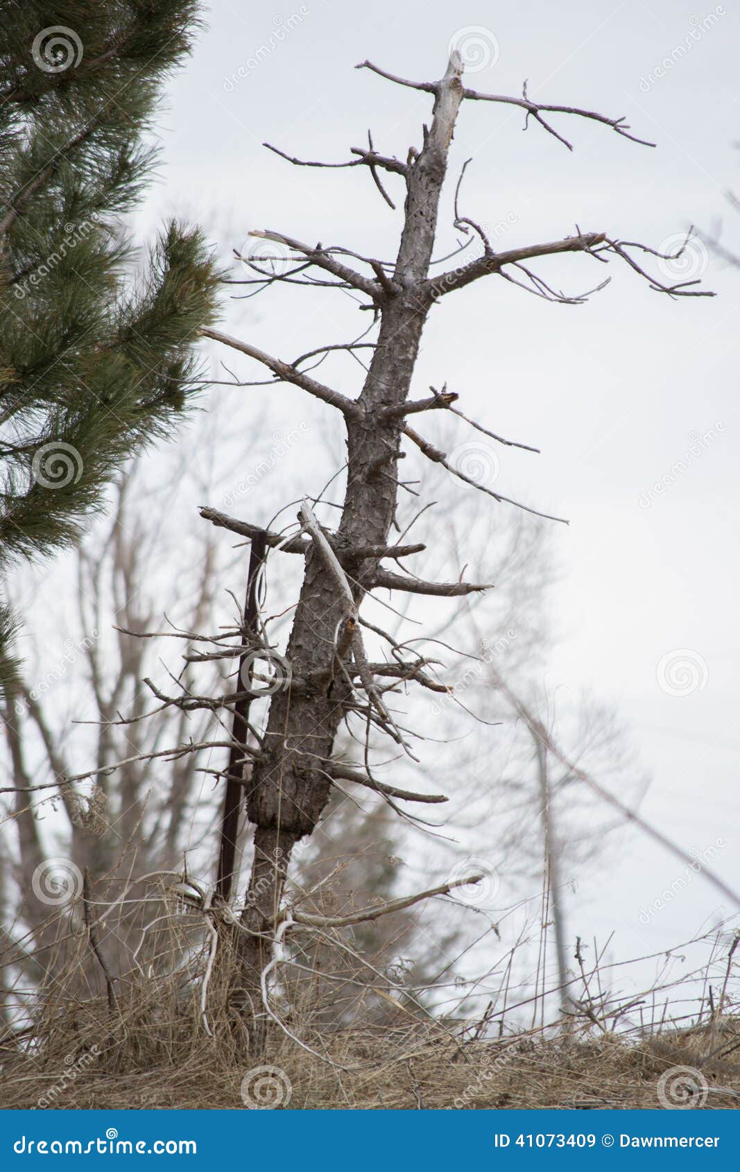 Leaning Tree in Woods stock image. Image of hairs, growing - 41073409