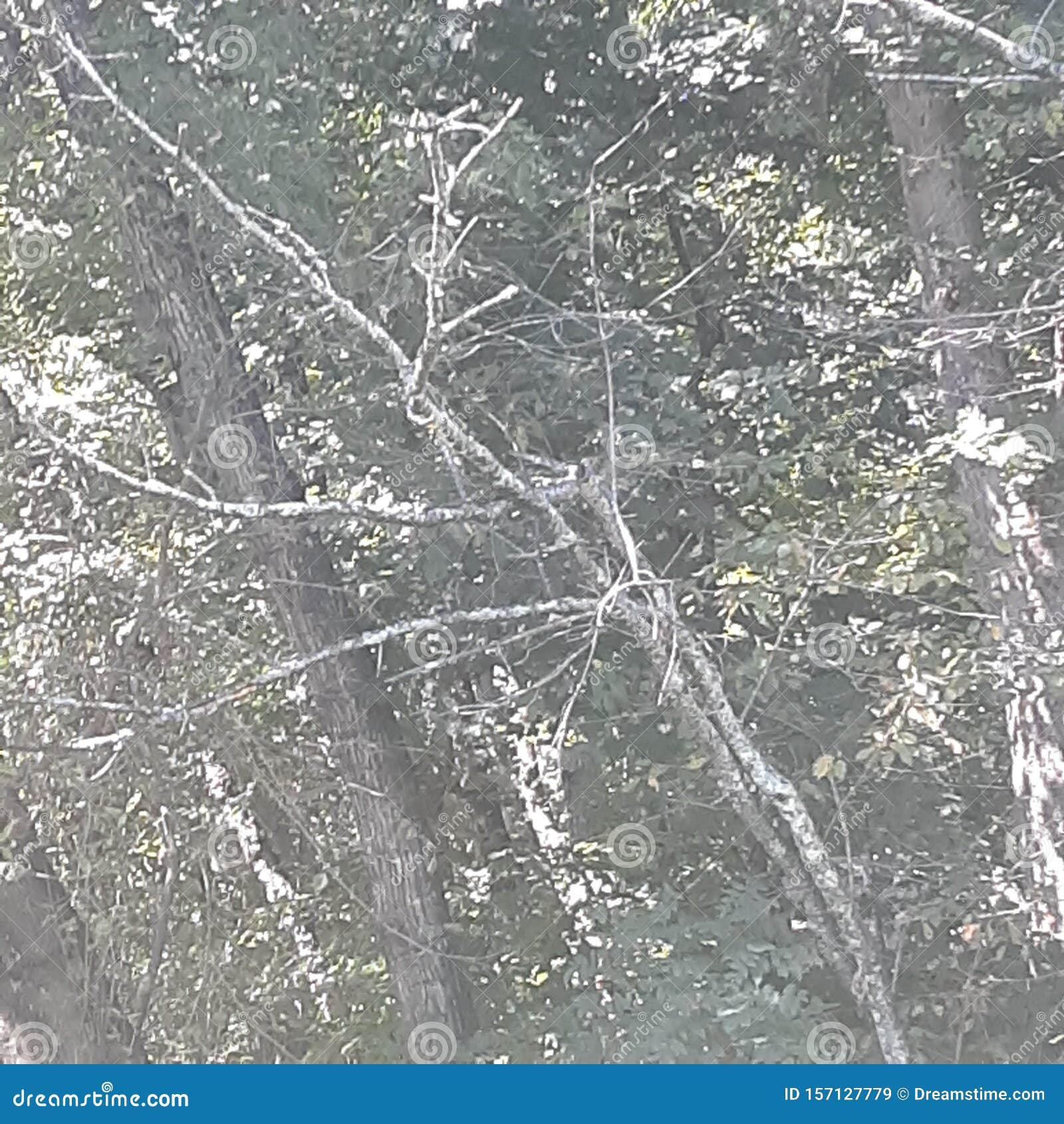 Leaning trees faded stock image. Image of faded, leaning - 157127779