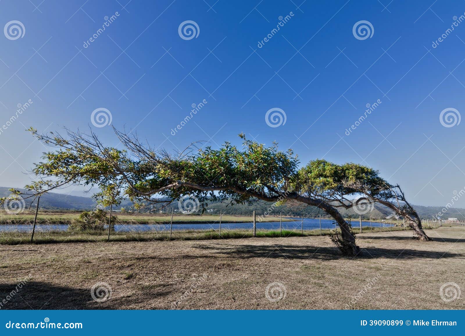 Leaning trees stock image. Image of leaning, clear, horizon - 39090899