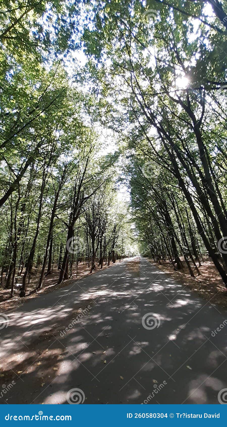 Leaning Trees Over the Road Stock Photo - Image of leaf, reflection ...