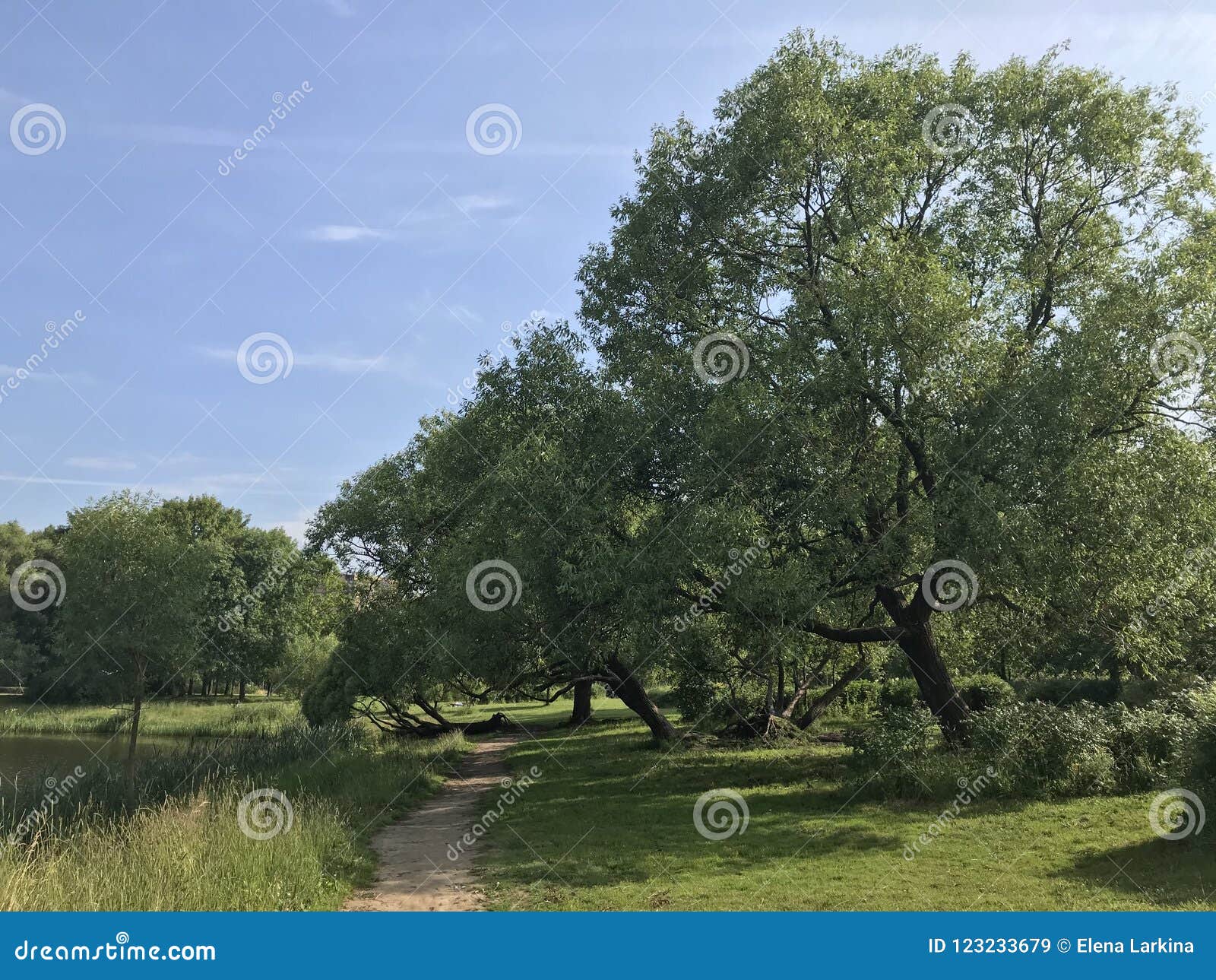 Leaning trees in the Park stock image. Image of nature - 123233679